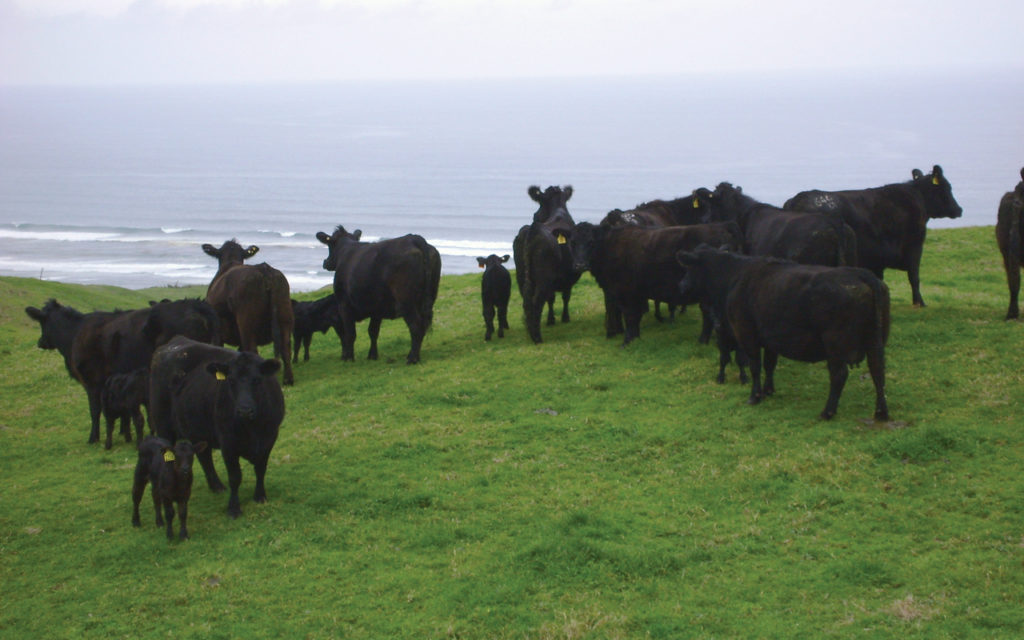Te Atarangi Angus – Specialising in ease of calving and heifer mating